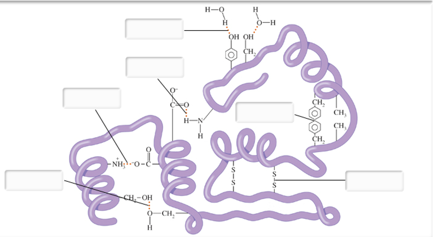 Solved The folding and twisting of a polypeptide chain is | Chegg.com