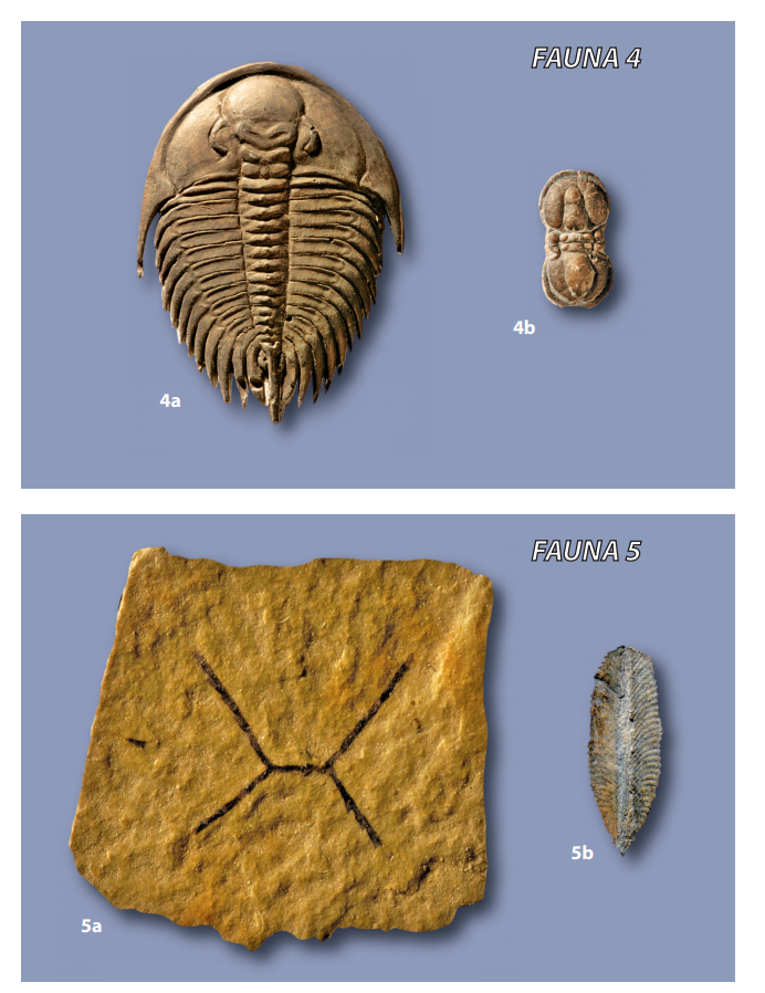 Solved Question 1 1.5 pts For Fauna 2, what is the most | Chegg.com