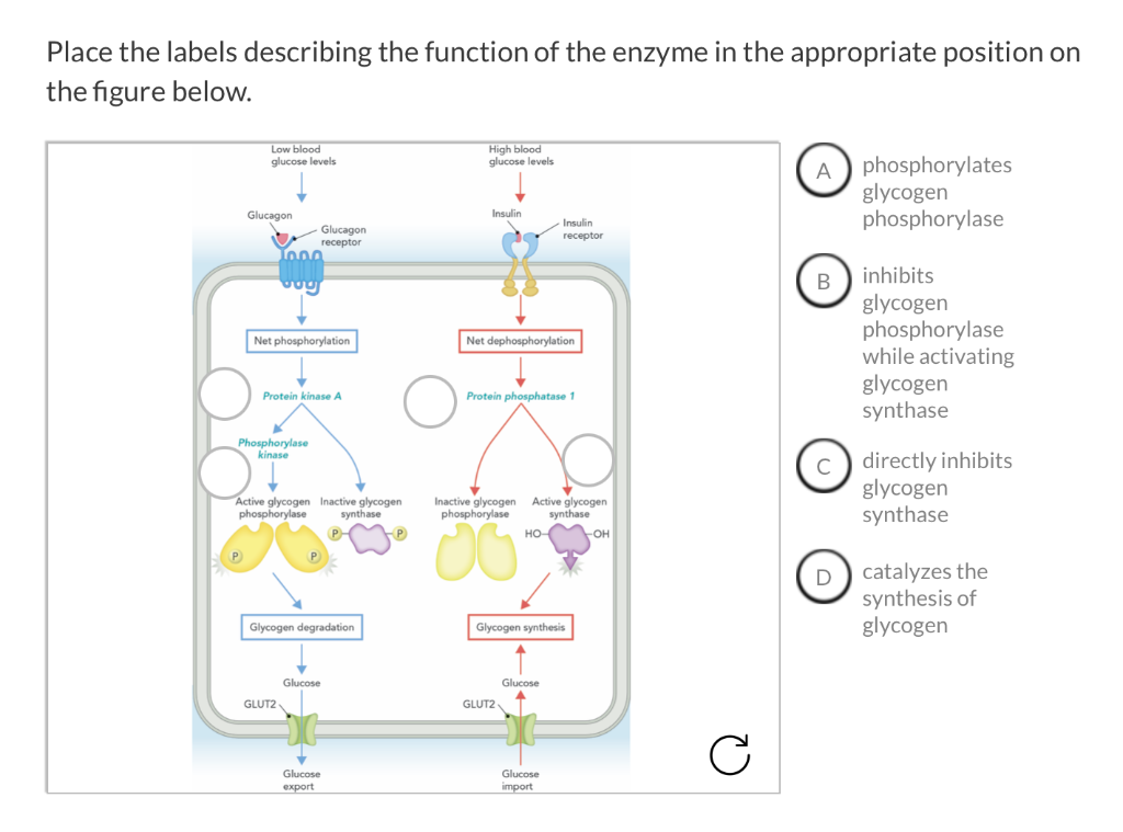 Solved Place the labels describing the function of the | Chegg.com