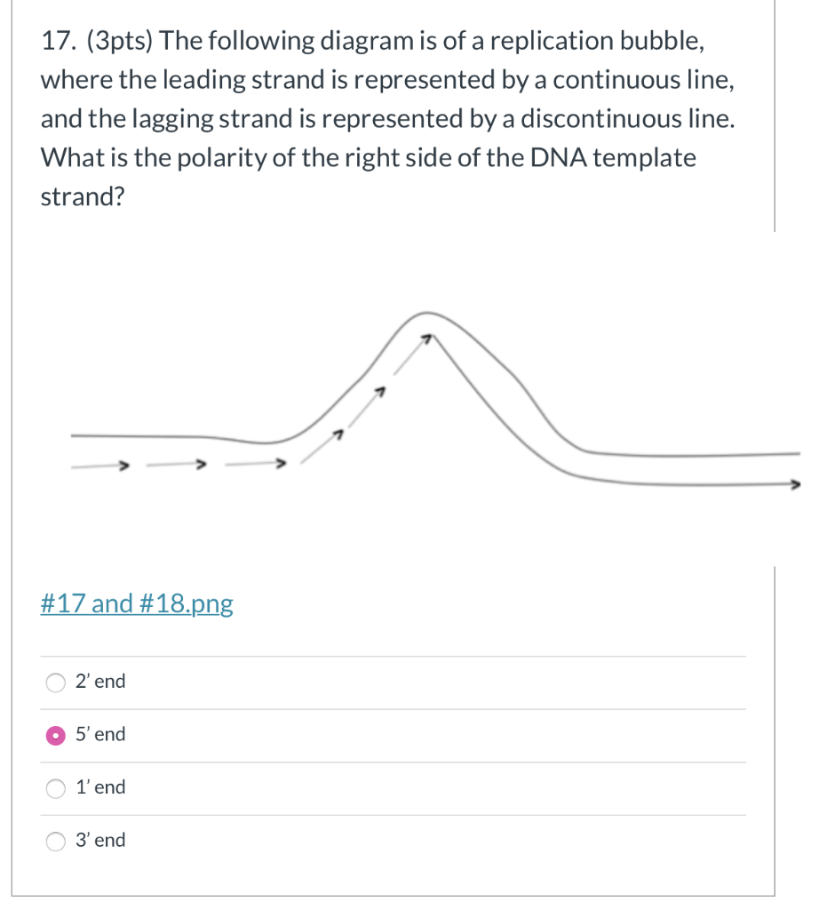 Solved 18.(3pts) The following diagram is of a replication | Chegg.com