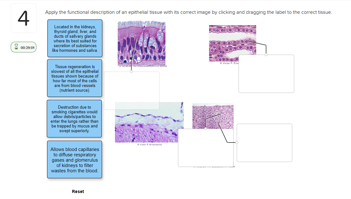 Solved Apply the functional description of an epithelial | Chegg.com
