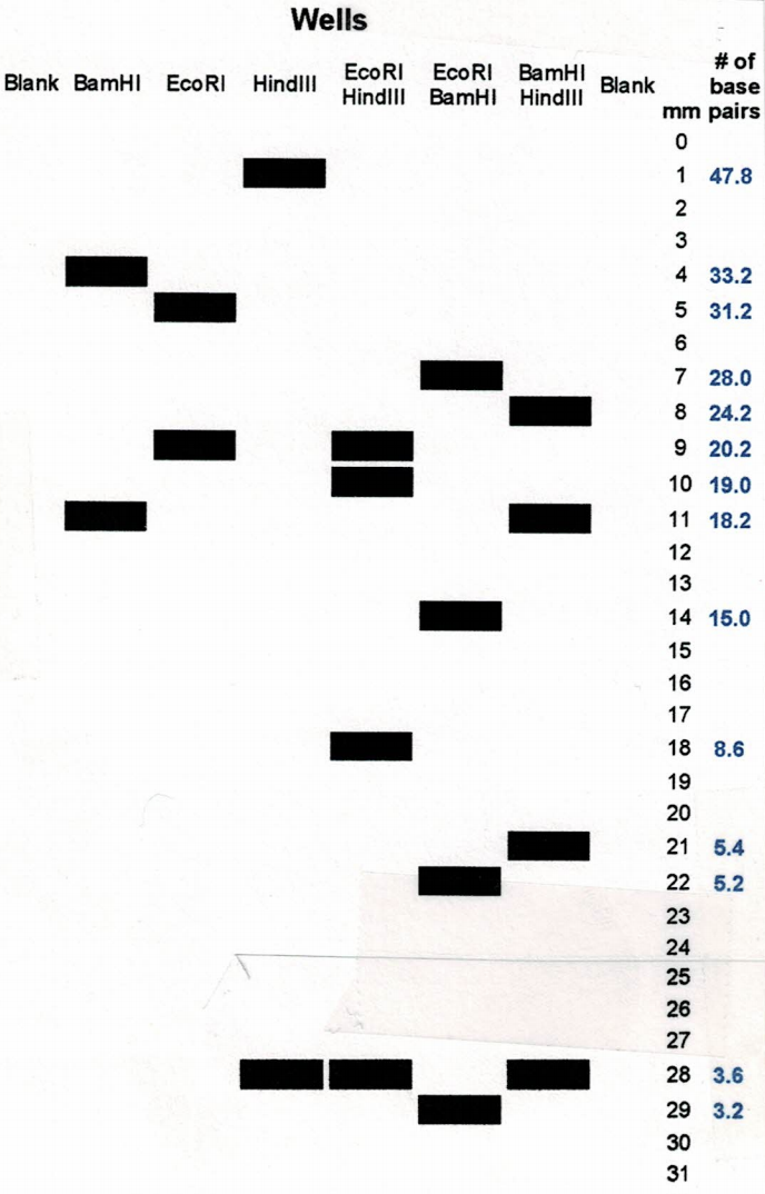 Solved Wells Blank BamHI EcoRI Hindlu EcoRI EcoRI BamHI | Chegg.com