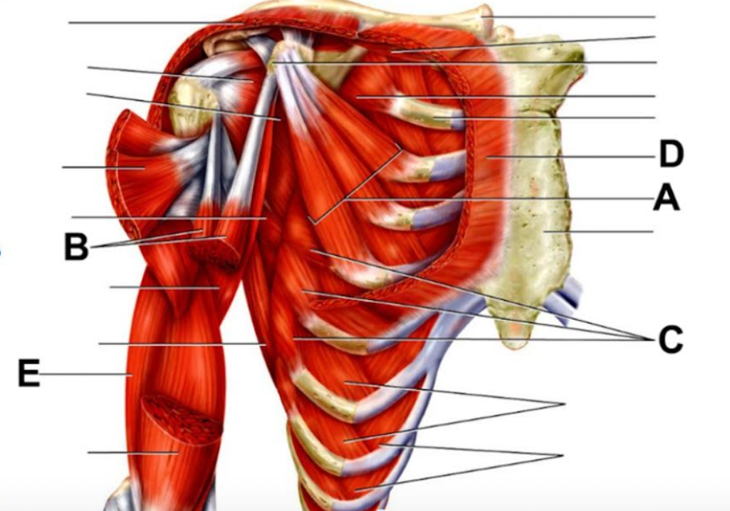 Solved name the muscles that are indicated by the letter | Chegg.com