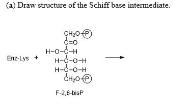 Solved (a) Draw structure of the Schiff base intermediate. | Chegg.com