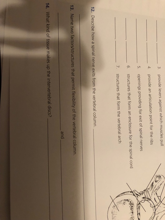Solved 3. Define suture 4. With one exception, the skull | Chegg.com