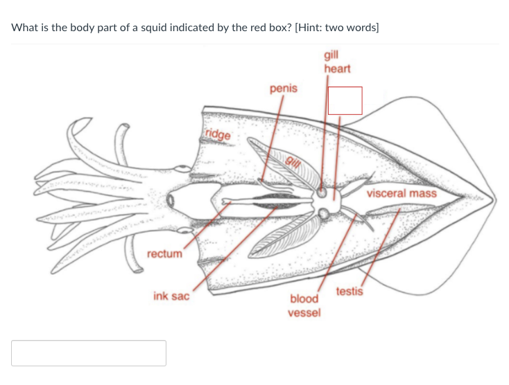 Solved What is the body part of a squid indicated by the red | Chegg.com