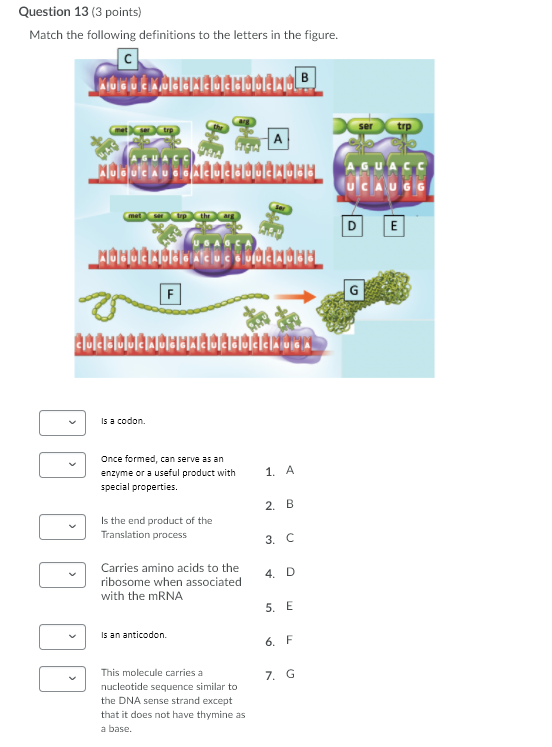 Solved Question 13 (3 points) Match the following | Chegg.com