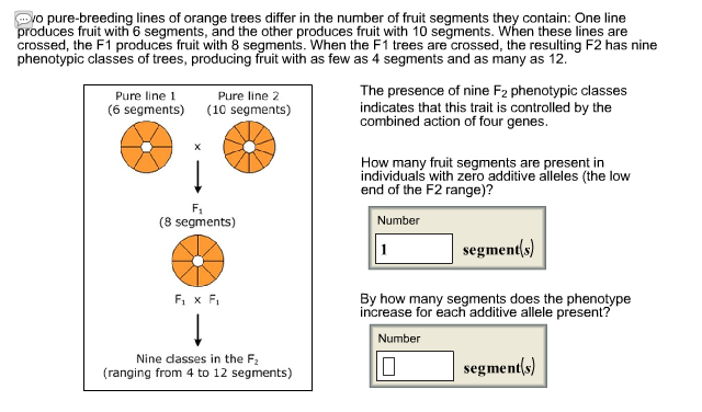 Solved o pure-breeding lines of orange trees differ in the | Chegg.com