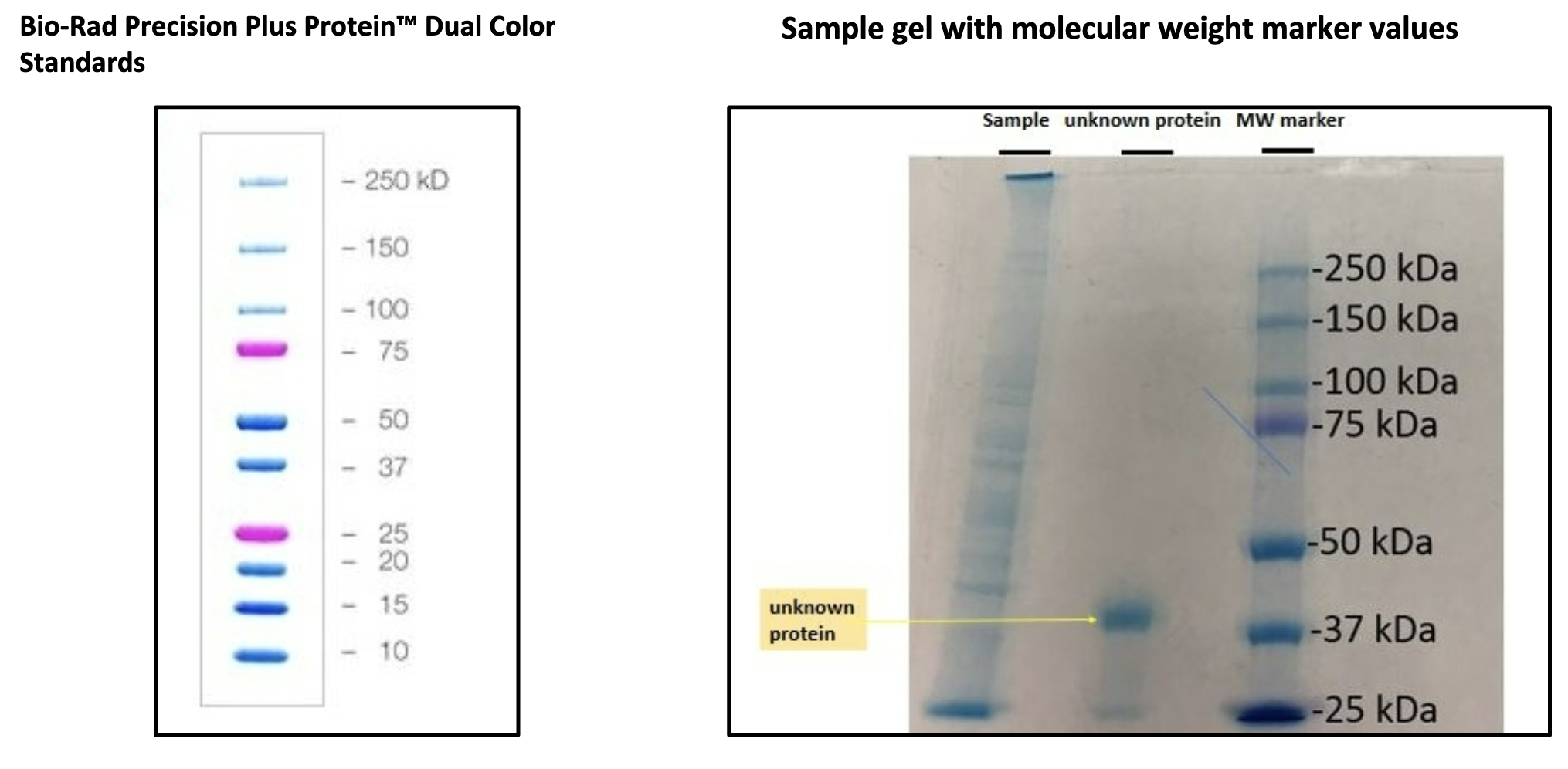 Solved 1) Using the image of your gel provided by the Lab | Chegg.com