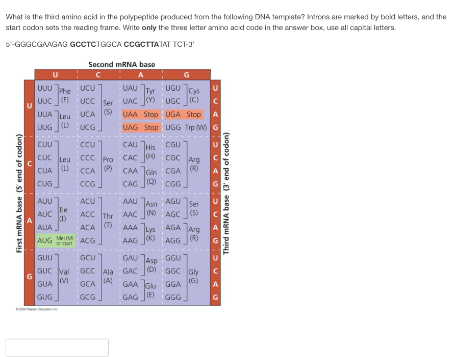 Solved What is the third amino acid in the polypeptide | Chegg.com