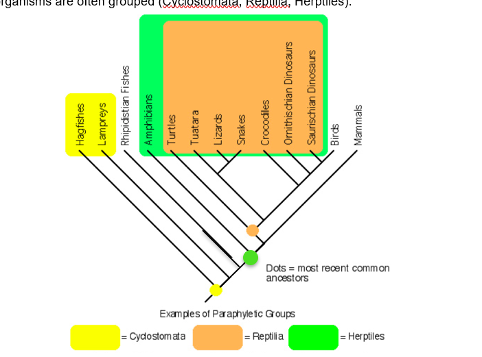 Solved The phylogeny below shows one hypothesis for the | Chegg.com