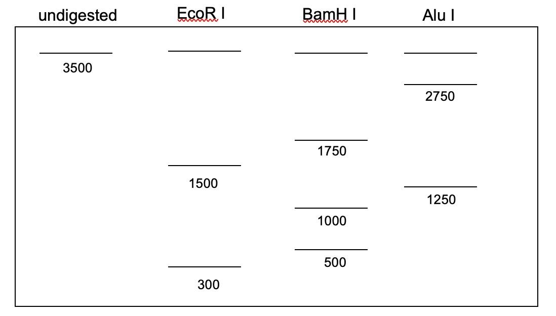 Solved Your employer asks you to construct a restriction map | Chegg.com