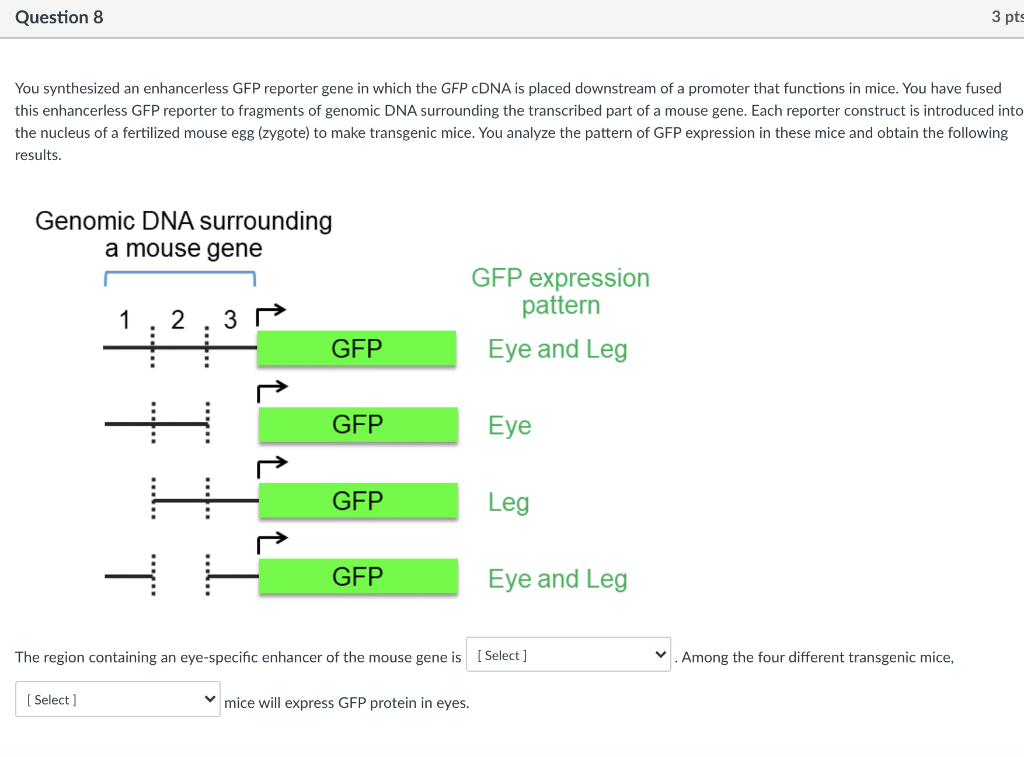 Solved Question 8 3 pts You synthesized an enhancerless GFP | Chegg.com