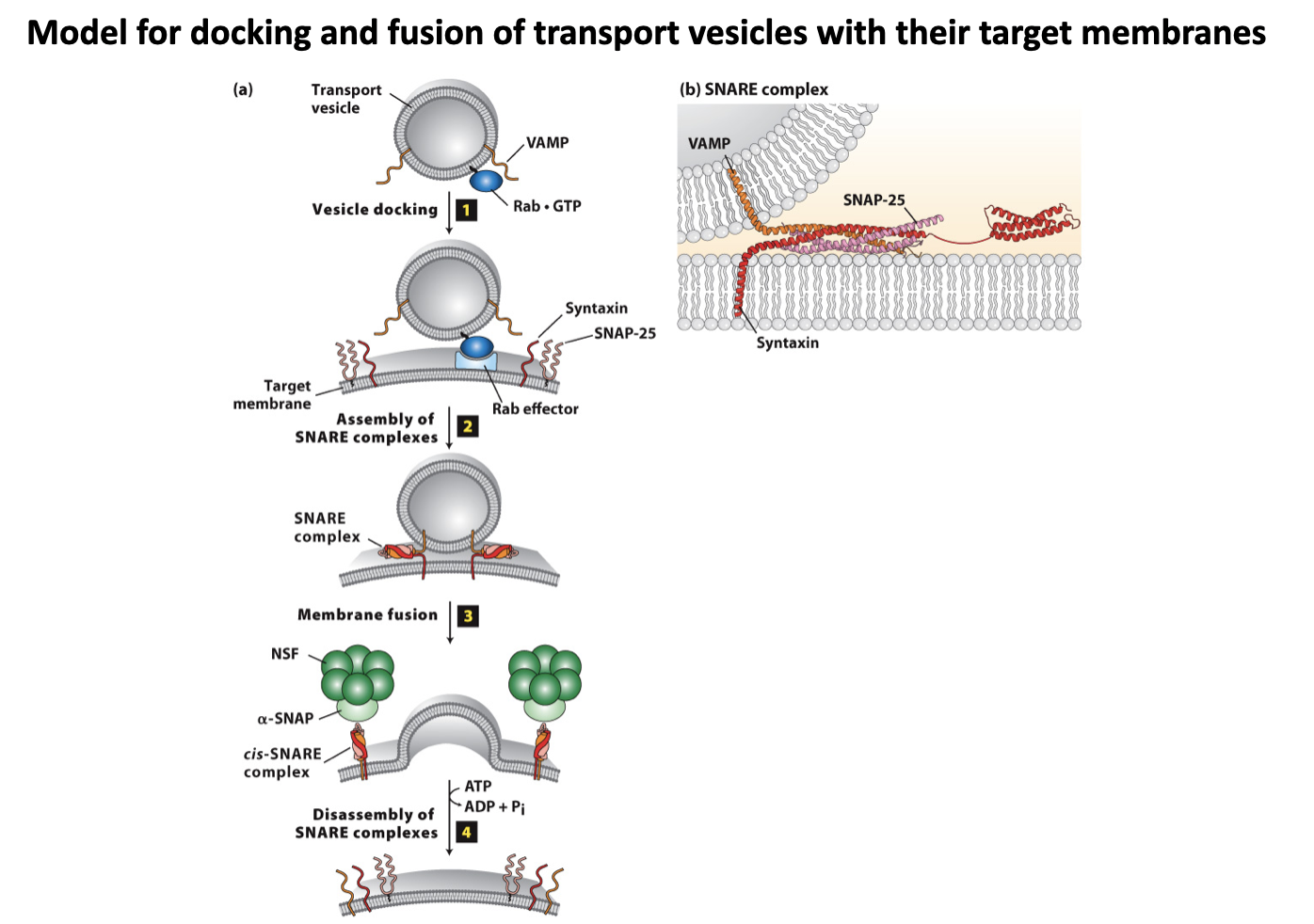 Solved Model for docking and fusion of transport vesicles | Chegg.com