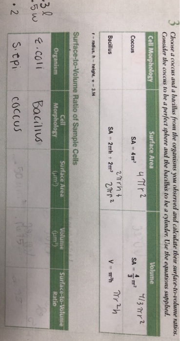 Solved Choose a coccus and bacillus from the organisms you | Chegg.com