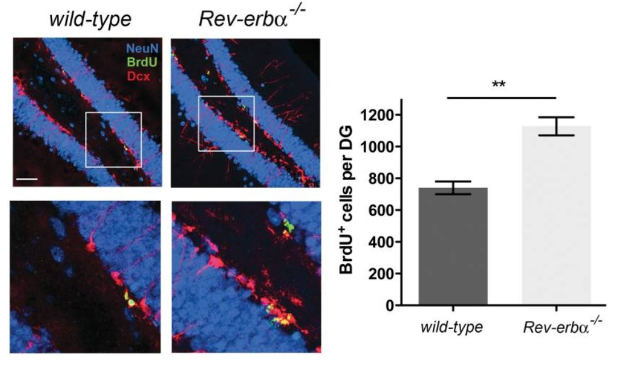 Solved The following data show NeuN, BrdU and Dcx | Chegg.com