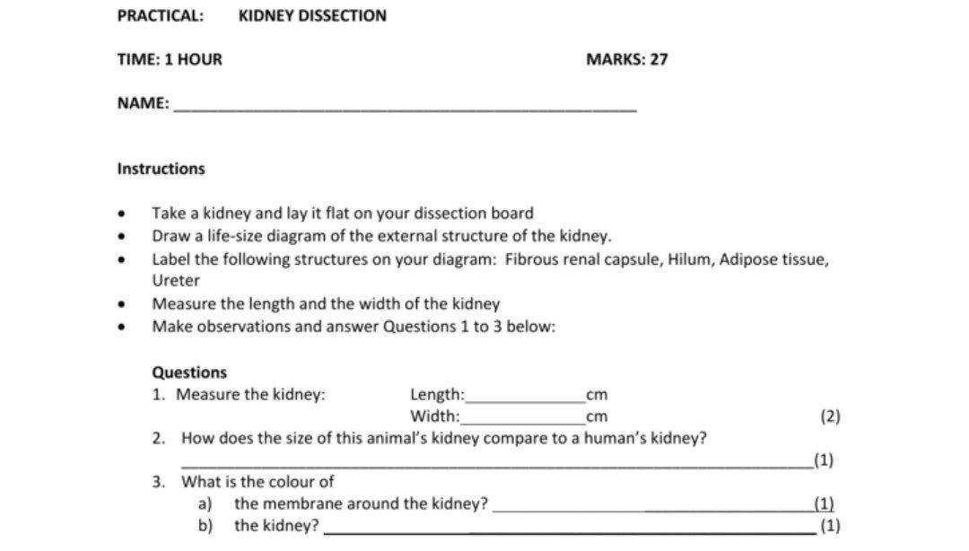 Solved PRACTICAL: KIDNEY DISSECTION TIME: 1 HOUR MARKS: 27 | Chegg.com