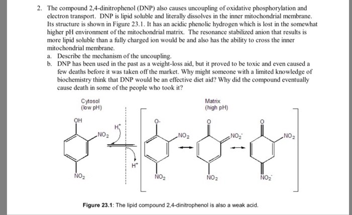 Case 23 The Role of Uncoupling Proteins in Obesit | Chegg.com