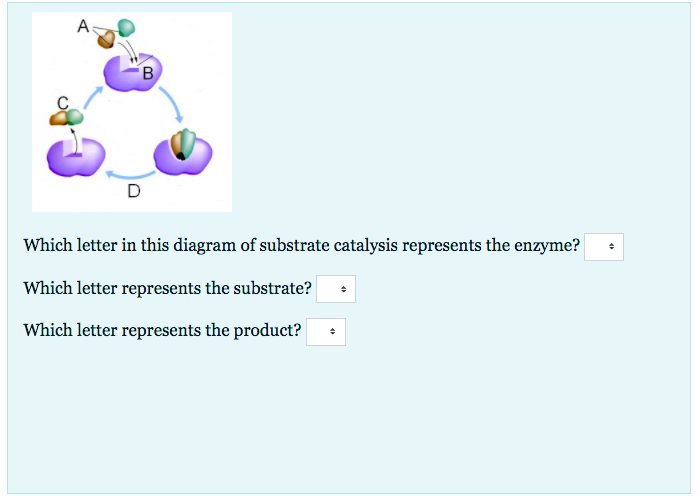 Solved A B D Which letter in this diagram of substrate | Chegg.com