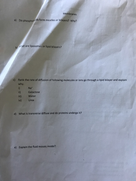 Solved a) Do phosphol ds form micelles or bilayers? Why? | Chegg.com