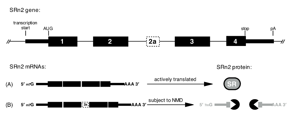 Solved The SR protein SRn2 can auto-regulate its own level | Chegg.com