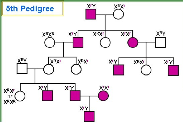 Solved Solve The Following Pedigree Problems Check If They 
