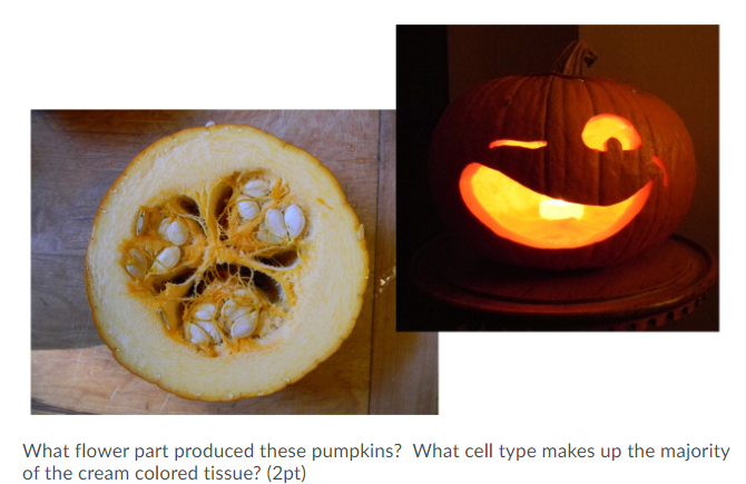 Solved What flower part produced these pumpkins? What cell | Chegg.com