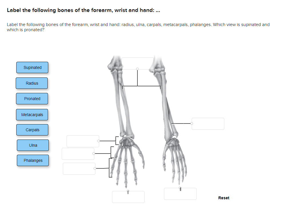 Solved Label the following bones of the forearm, wrist and | Chegg.com