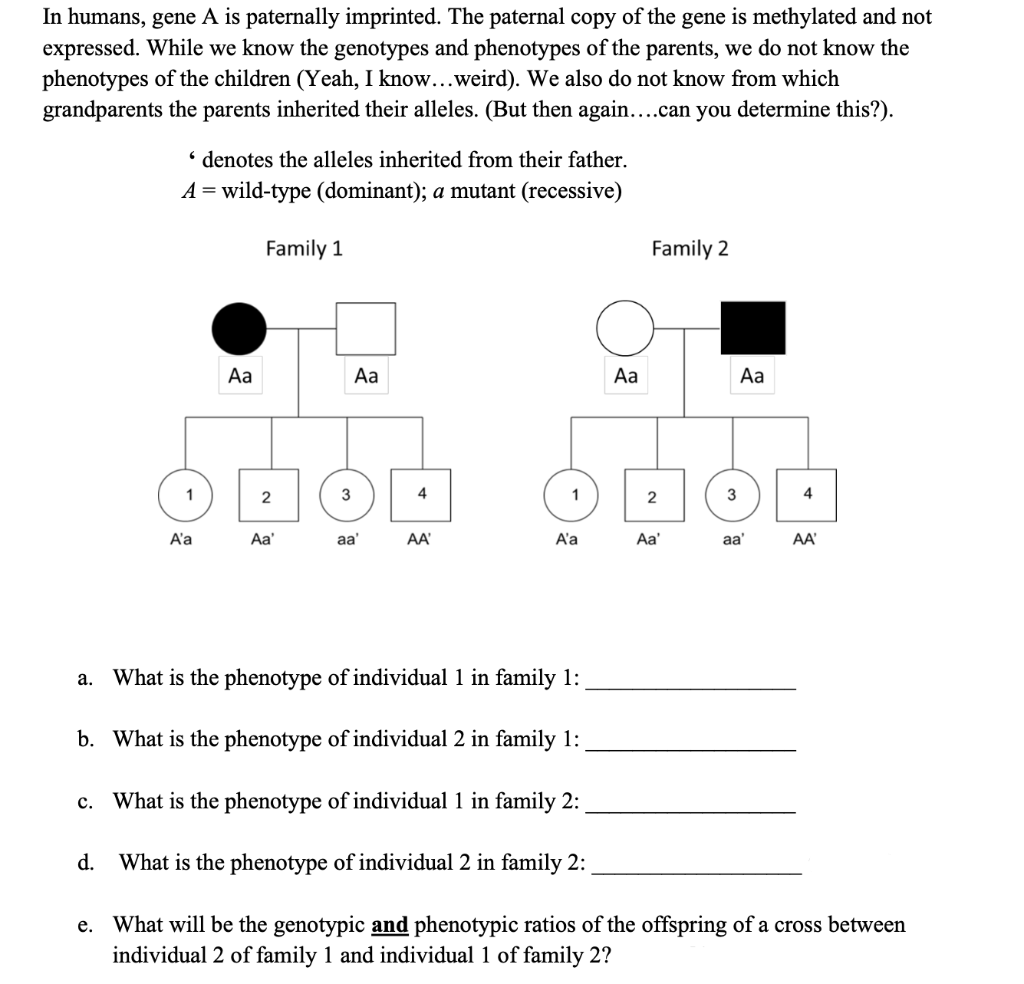 Solved In humans, gene A is paternally imprinted. The | Chegg.com