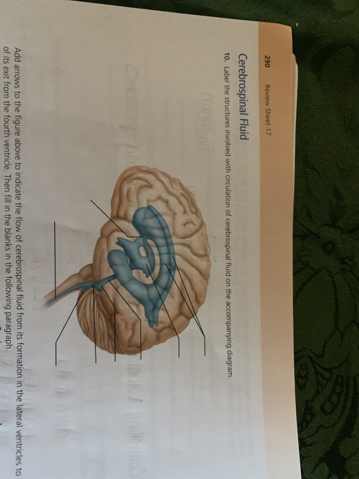 Solved Review Sheet 17291 Cranial Nerves 12. Using the terms | Chegg.com