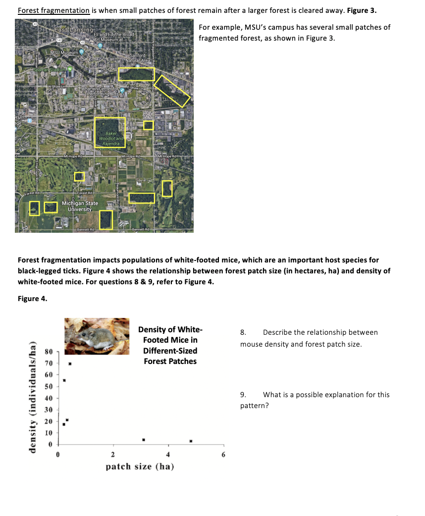 Solved Forest fragmentation is when small patches of forest | Chegg.com