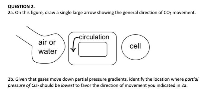 Solved On this figure, draw a single large arrow showing the | Chegg.com