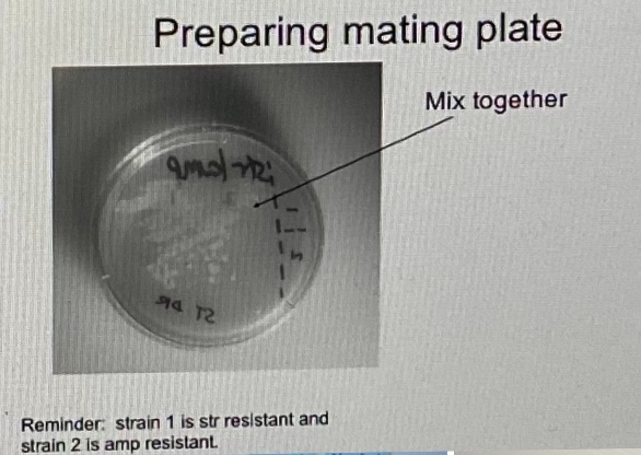 Solved Preparing mating plate Mix together บาษา A T Reminder | Chegg.com