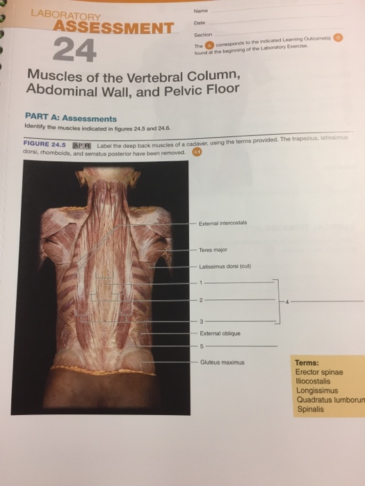 Solved LABORATORY ASSESSMENT Date Section The cormesponds to | Chegg.com