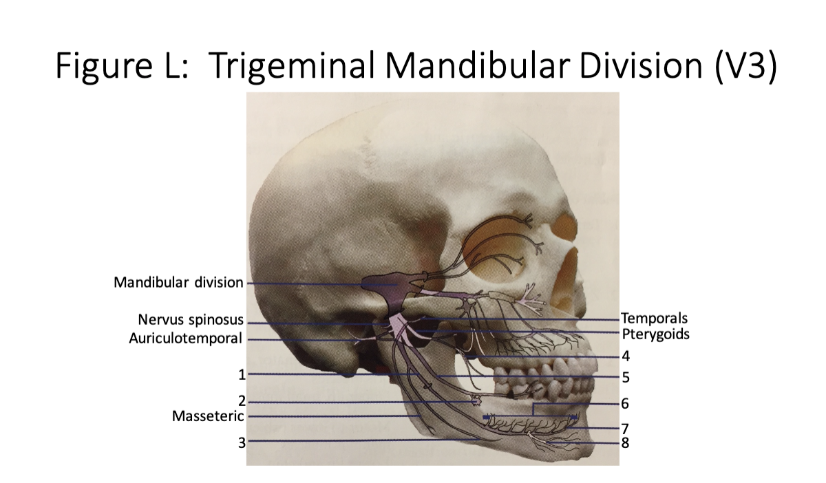 Solved Figure K: Trigeminal Maxillary Division (V2) -6 1 2. | Chegg.com