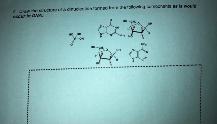 Solved 2. Draw the structure of a dinucleotide formed from | Chegg.com