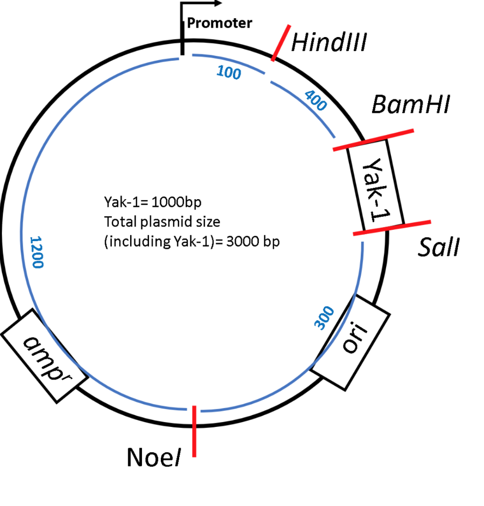 Plasmid Restriction Enzyme Maps