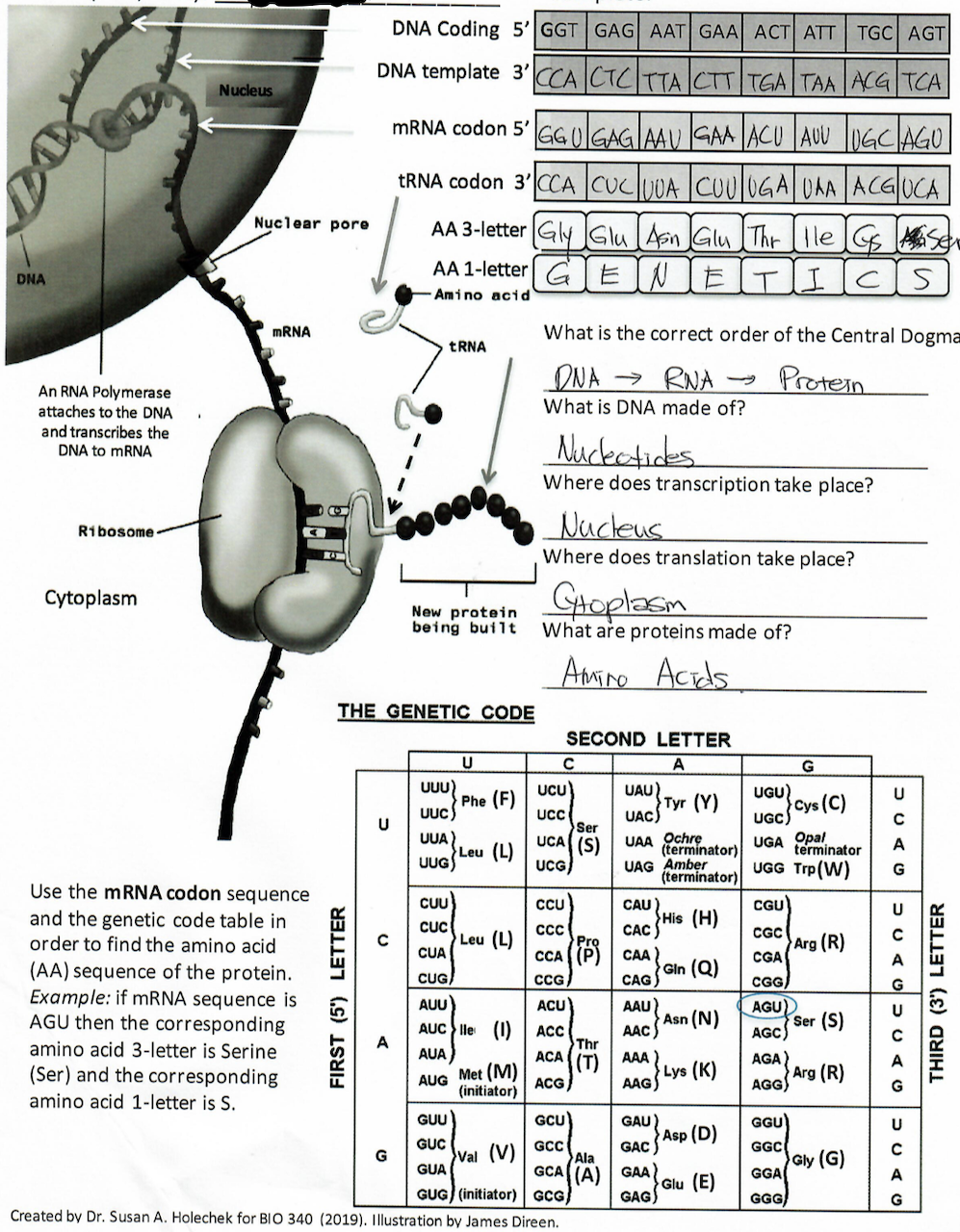 Solved mRNA DNA Coding 5 GGT GAG AAT GAA ACT ATT TGC AGT DNA | Chegg.com