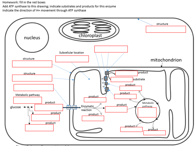 Solved Homework: fill in the red boxes Add ATP synthase to | Chegg.com Solved Homework: fill in the red boxes Add ATP synthase to | Chegg.com