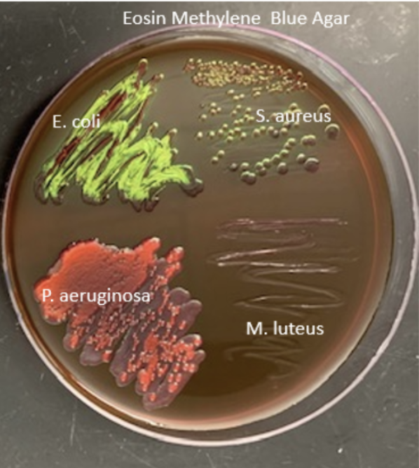 Pseudomonas Aeruginosa Emb Agar