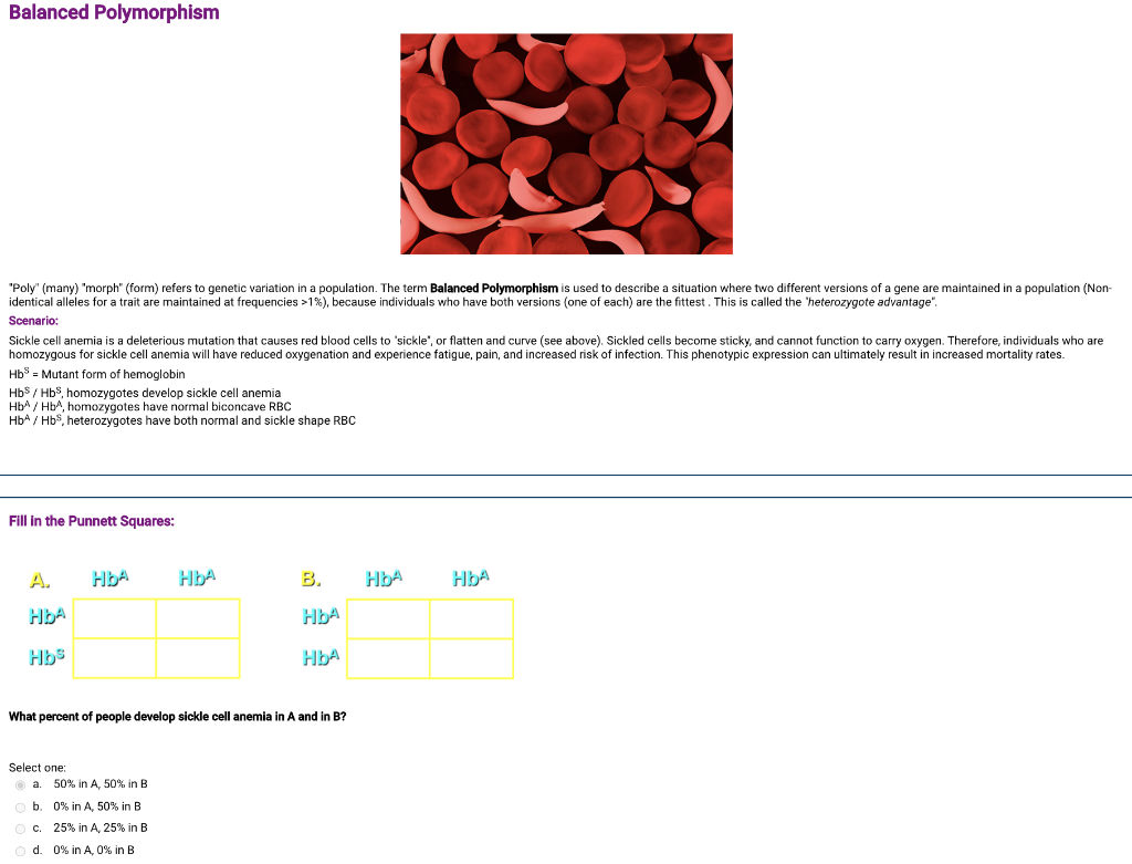 Solved Balanced Polymorphism "Poly" (many) "morph" (form) | Chegg.com