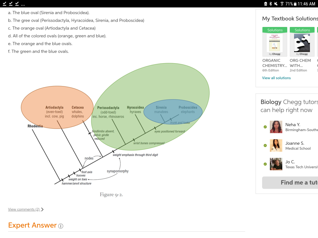 Solved Consider the phylogenetic tree below. Which colored | Chegg.com