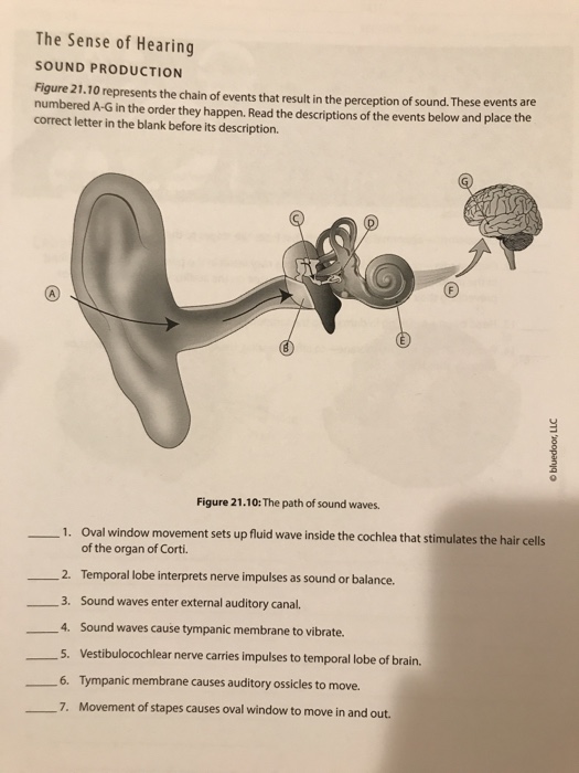Solved The Sense of Hearing SOUND PRODUCTION Figure 21.10 | Chegg.com