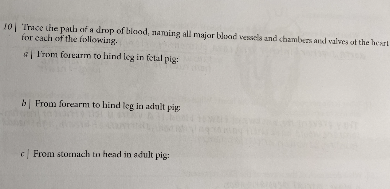 Solved 10 Trace the path of a drop of blood, naming all | Chegg.com
