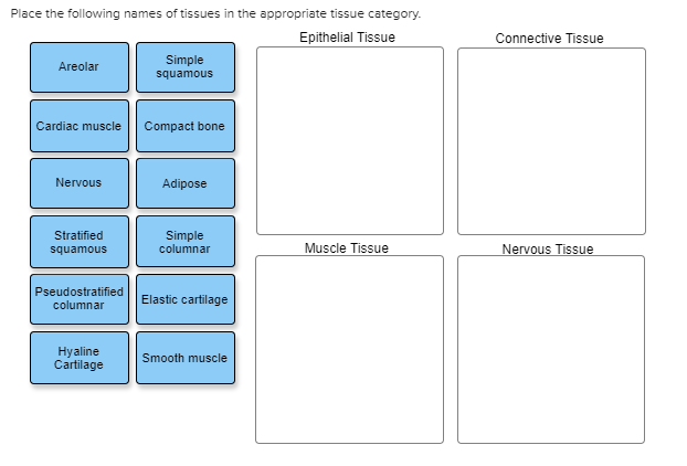 Solved Place the following names of tissues in the | Chegg.com