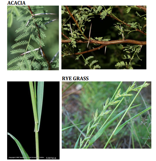 Solved External structure and phyllotaxy. 1. Examine the | Chegg.com