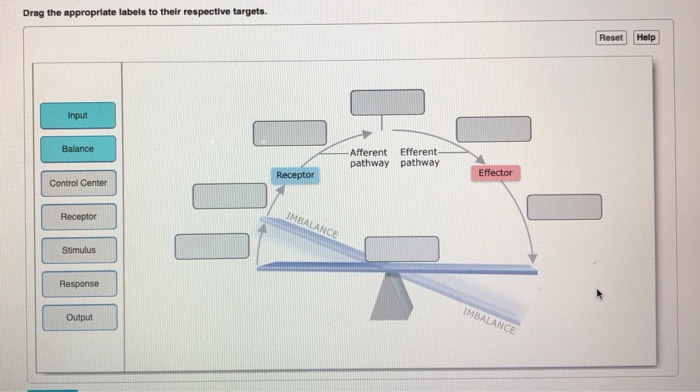 Solved Drag the appropriate labels to their respective | Chegg.com