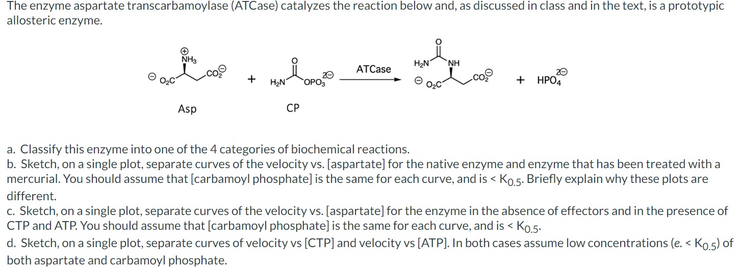 Solved The enzyme aspartate transcarbamoylase (ATCase) | Chegg.com