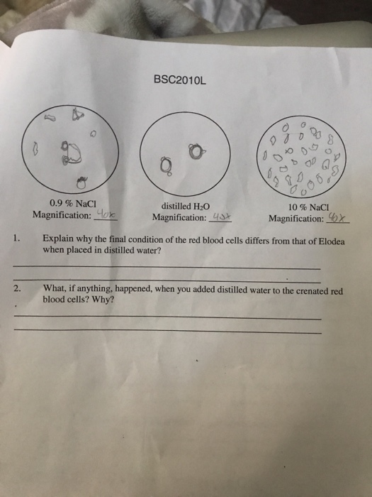 Solved BSC201OL 0 0.9 % NaCl Magnification: Hox distilled | Chegg.com