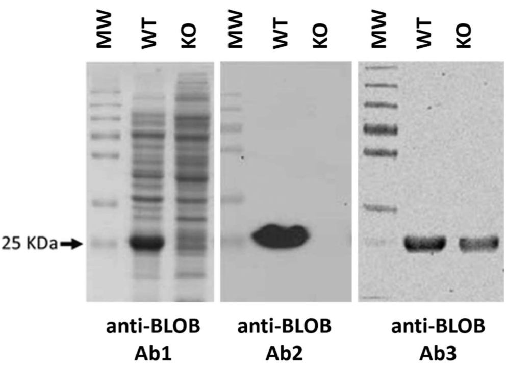Solved You generated three different rabbit anti-BLOB | Chegg.com